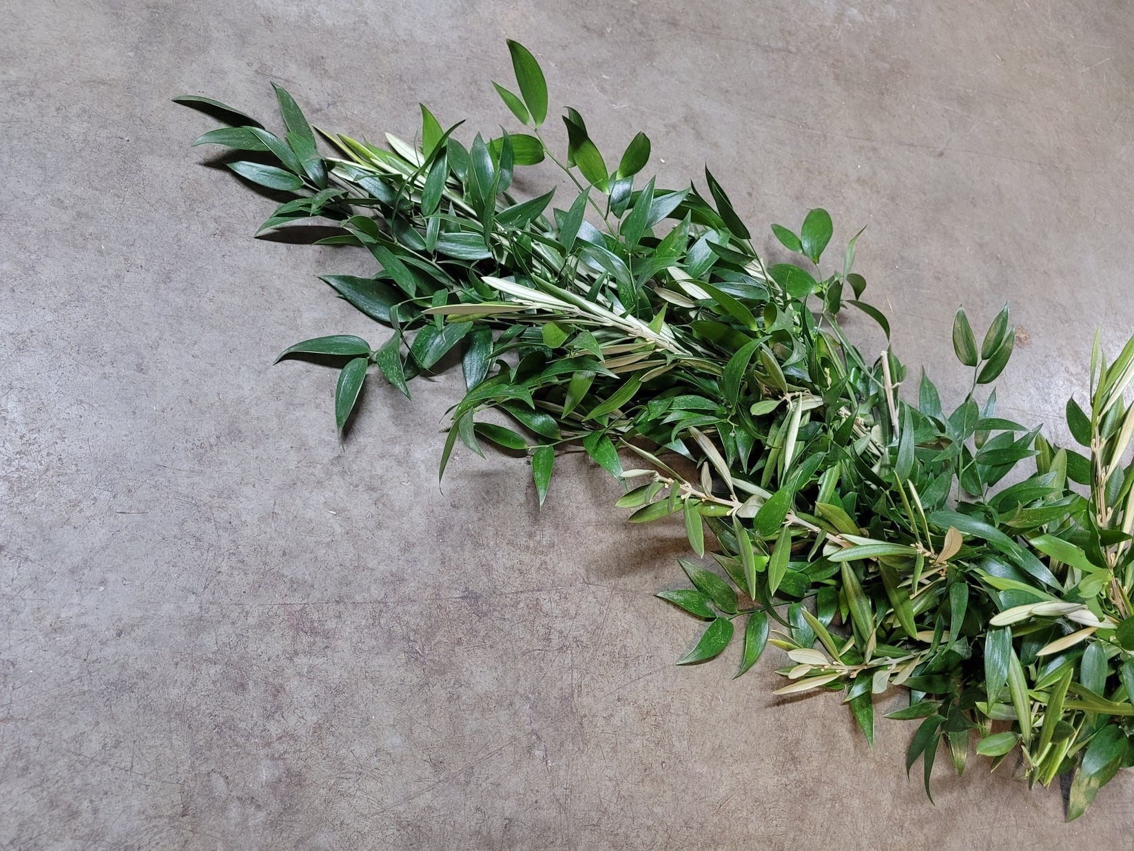 Garland - Italian Ruscus & Olive Branch, 6 inch Width – Bulk Bunches